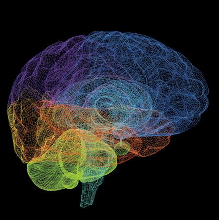 A guided tour to the brain